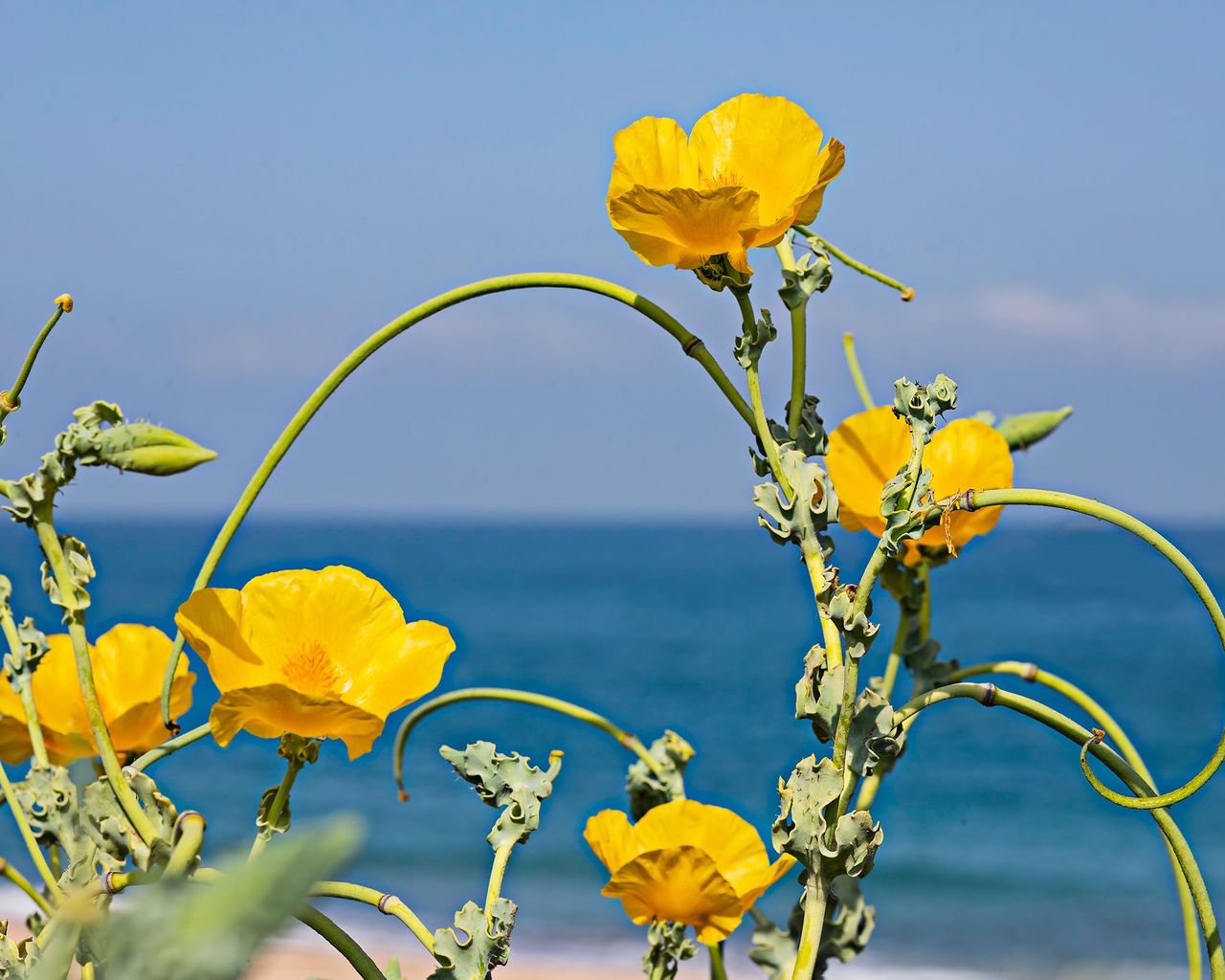 Best coastal plants: 21 top choices that will thrive near the ocean ...