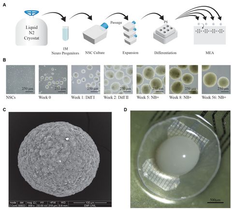 Swiss lab where researchers are working to create computers powered by ...