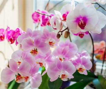 How to water orchids: the correct way for healthy blooms | Homes and ...