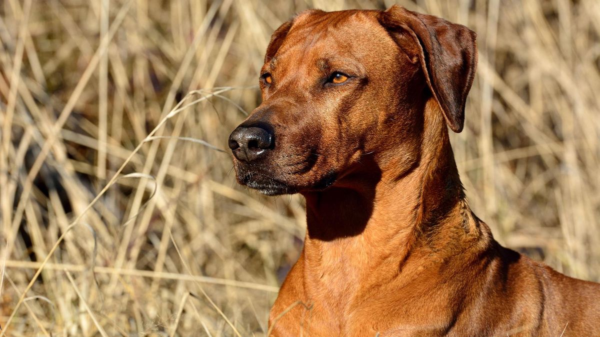 Rhodesian Ridgeback: Breed Profile | PetsRadar