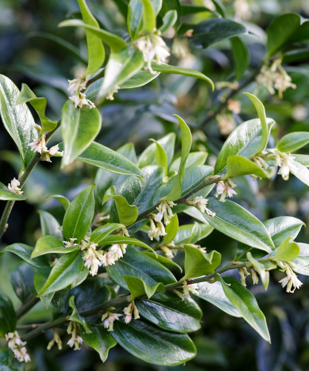 Best plants for under trees: 10 shade loving varieties | Homes and Gardens