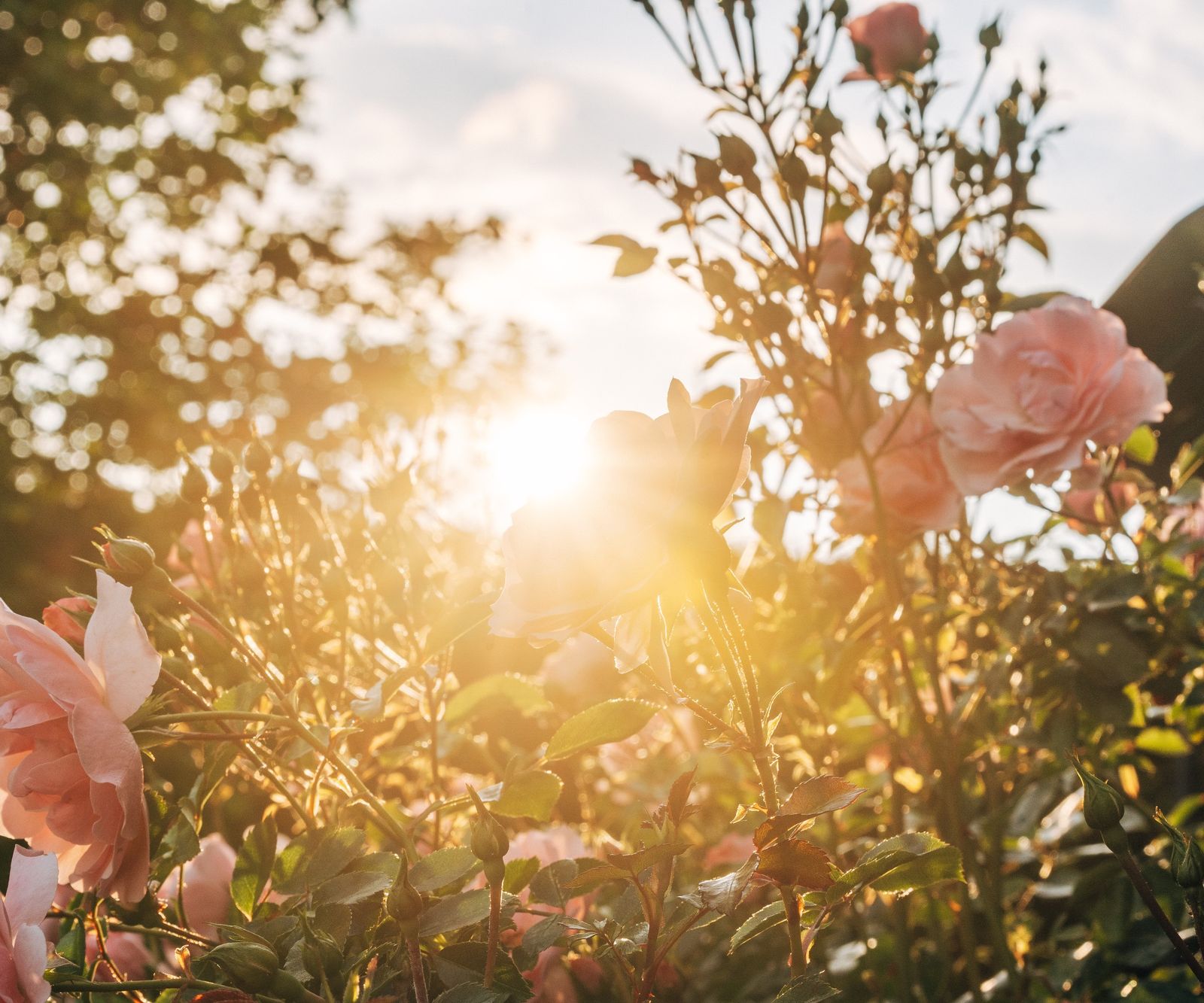 Rose growing mistakes: 6 common errors to avoid | Homes and Gardens