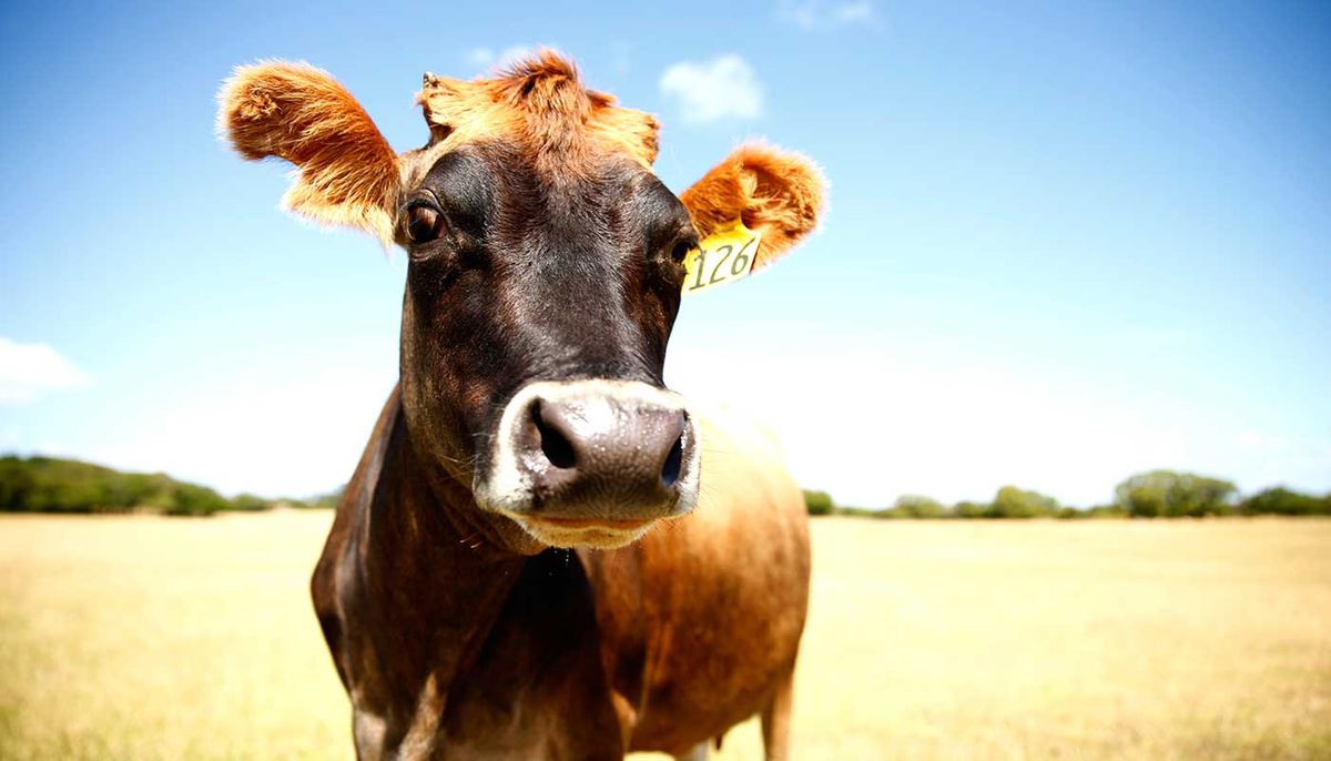 Tinder-inspired app sees farmers match cows | The Week