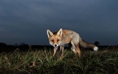 Amazing photos of nocturnal animals | Live Science
