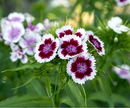 How to grow sweet William: Expert tips | Homes and Gardens