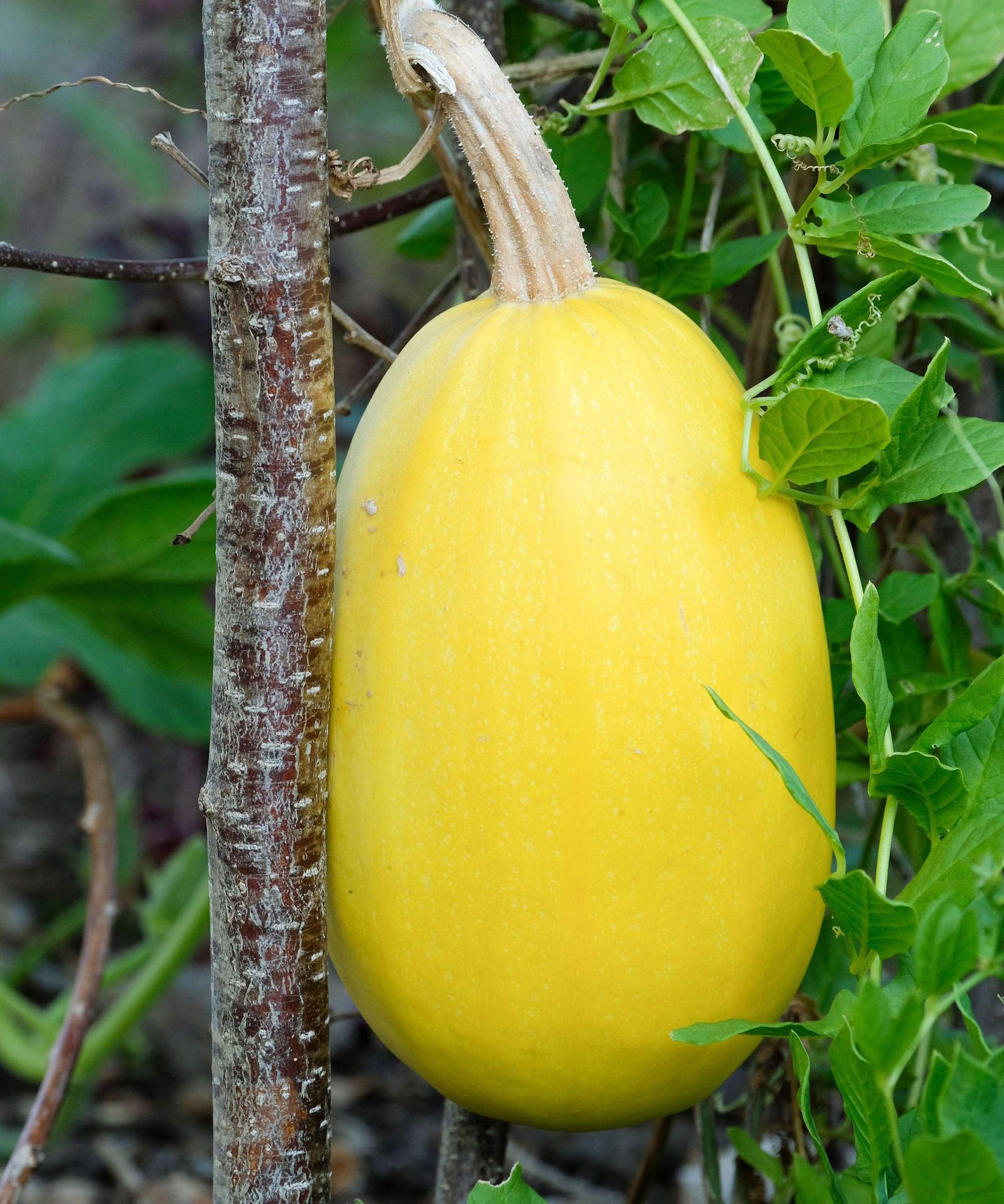 How to grow spaghetti squash: from seed to harvest | Homes and Gardens