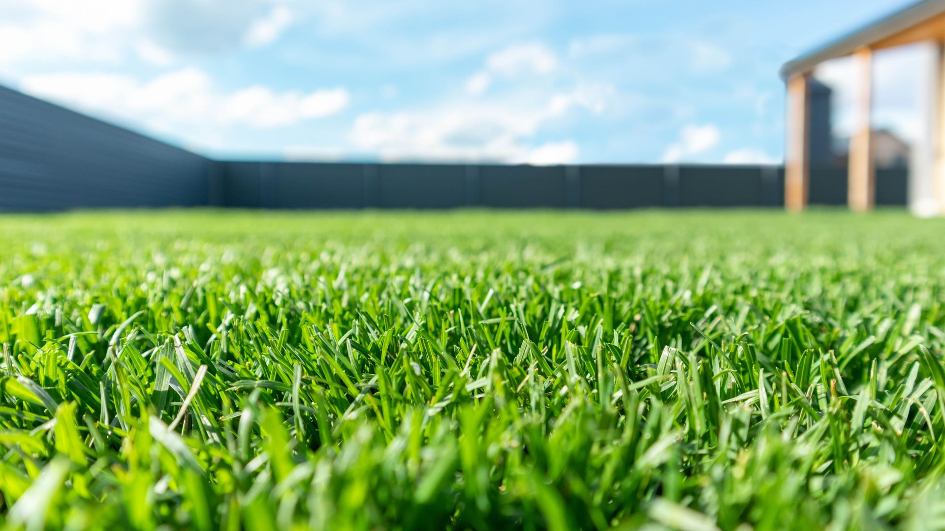 7 of the best grass types to grow — and which to get | Tom's Guide