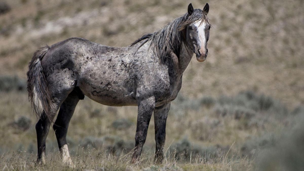 Horse breeds native to America: the US, Canada and Mexico | PetsRadar