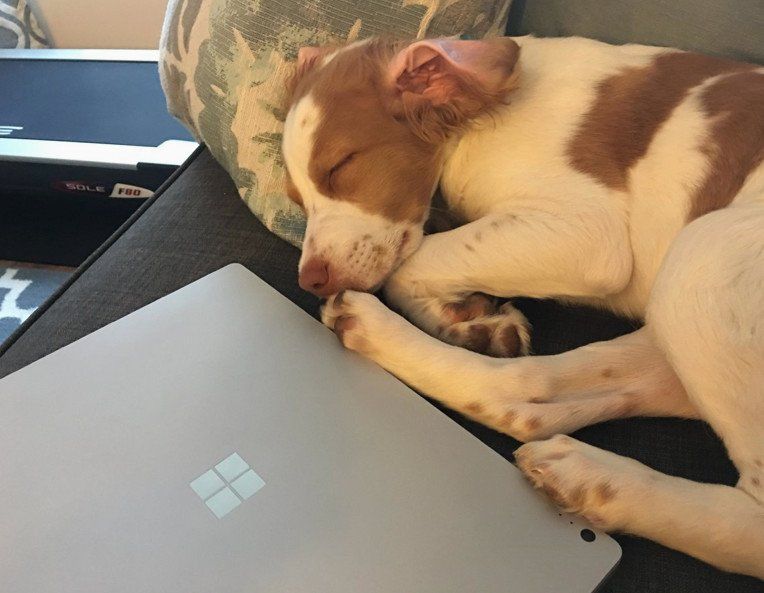 It's Friday! Here's a bunch of cute animals with Surface PCs | Windows ...
