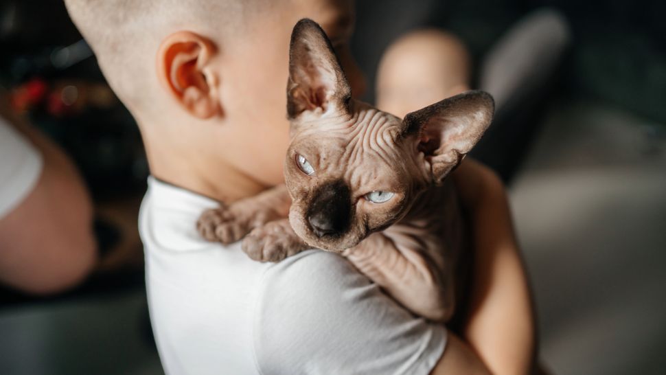 32 things you need to know about sphynx cats | PetsRadar