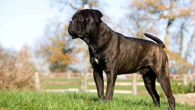 11 different types of Mastiff breeds from across the world | PetsRadar
