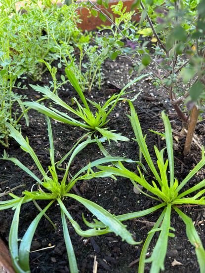 This Trick Helps Grow Fruit and Veg Better in a Small Backyard | Livingetc