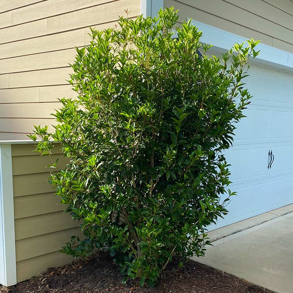 Best Smelling Trees — 5 Fragrant Picks With Amazing Scents | Livingetc