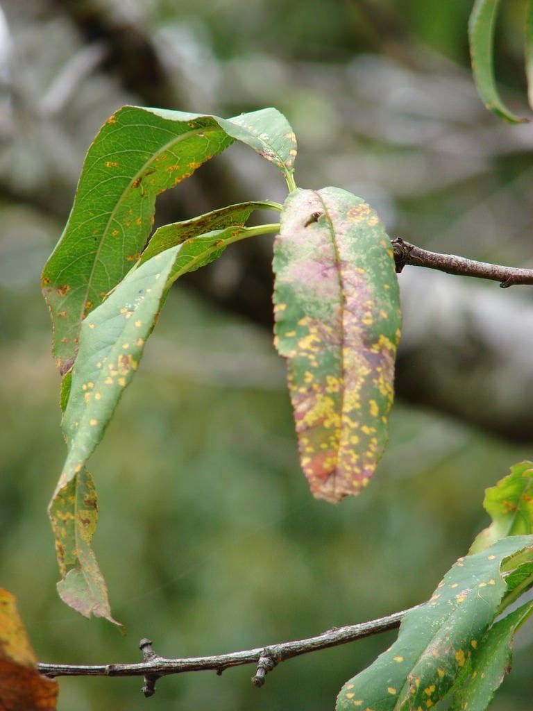 What Causes Peach Rust Tips For Preventing Peach Rust Problems
