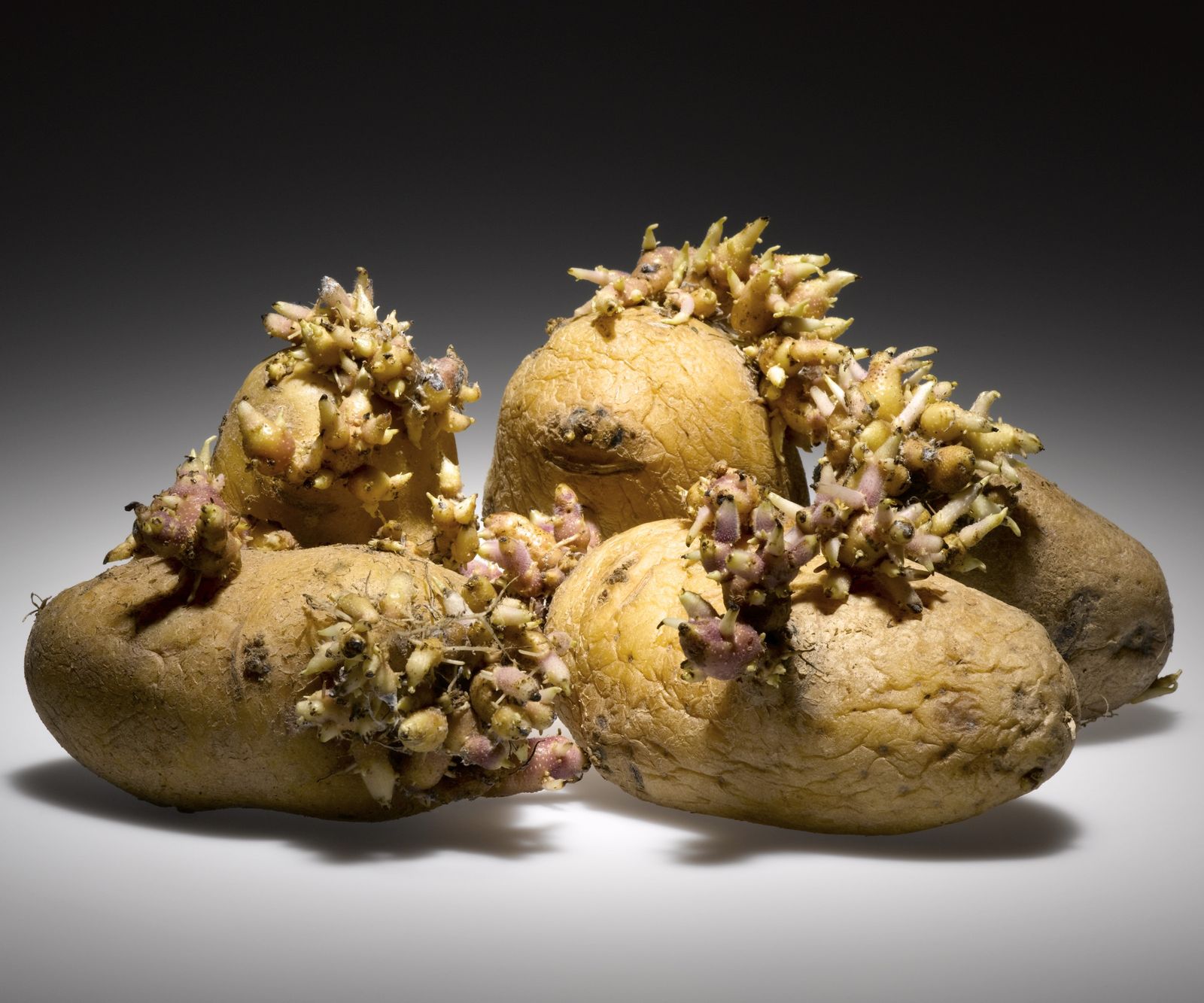 How to grow a potato from a potato: tips on this method | Homes and Gardens
