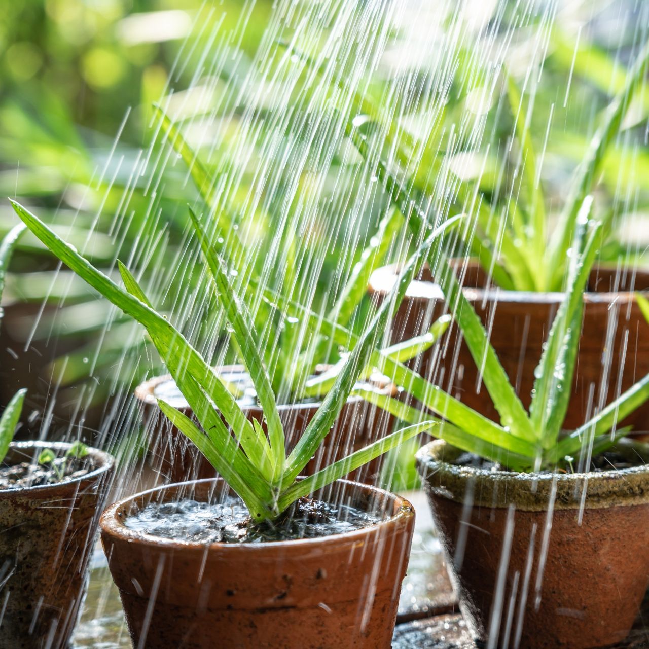 How to propagate aloe vera: a step-by-step guide | Ideal Home