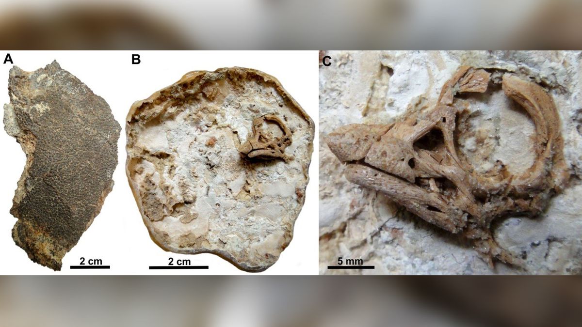 Teensy long-necked dinosaur embryo reveals weird snout horn | Live Science
