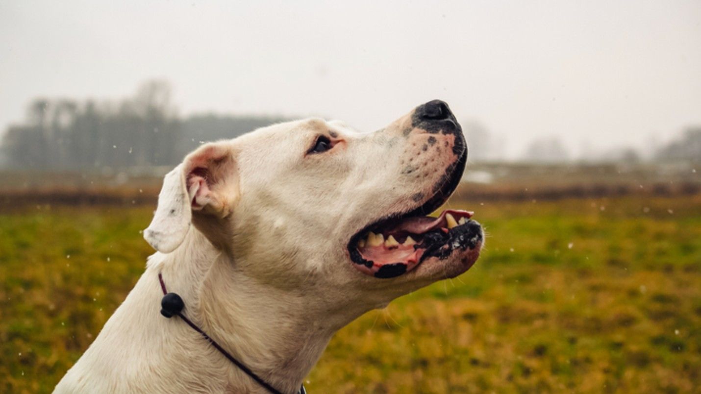 Man in court after holistic dog treatment on Dogo Argentino goes wrong ...