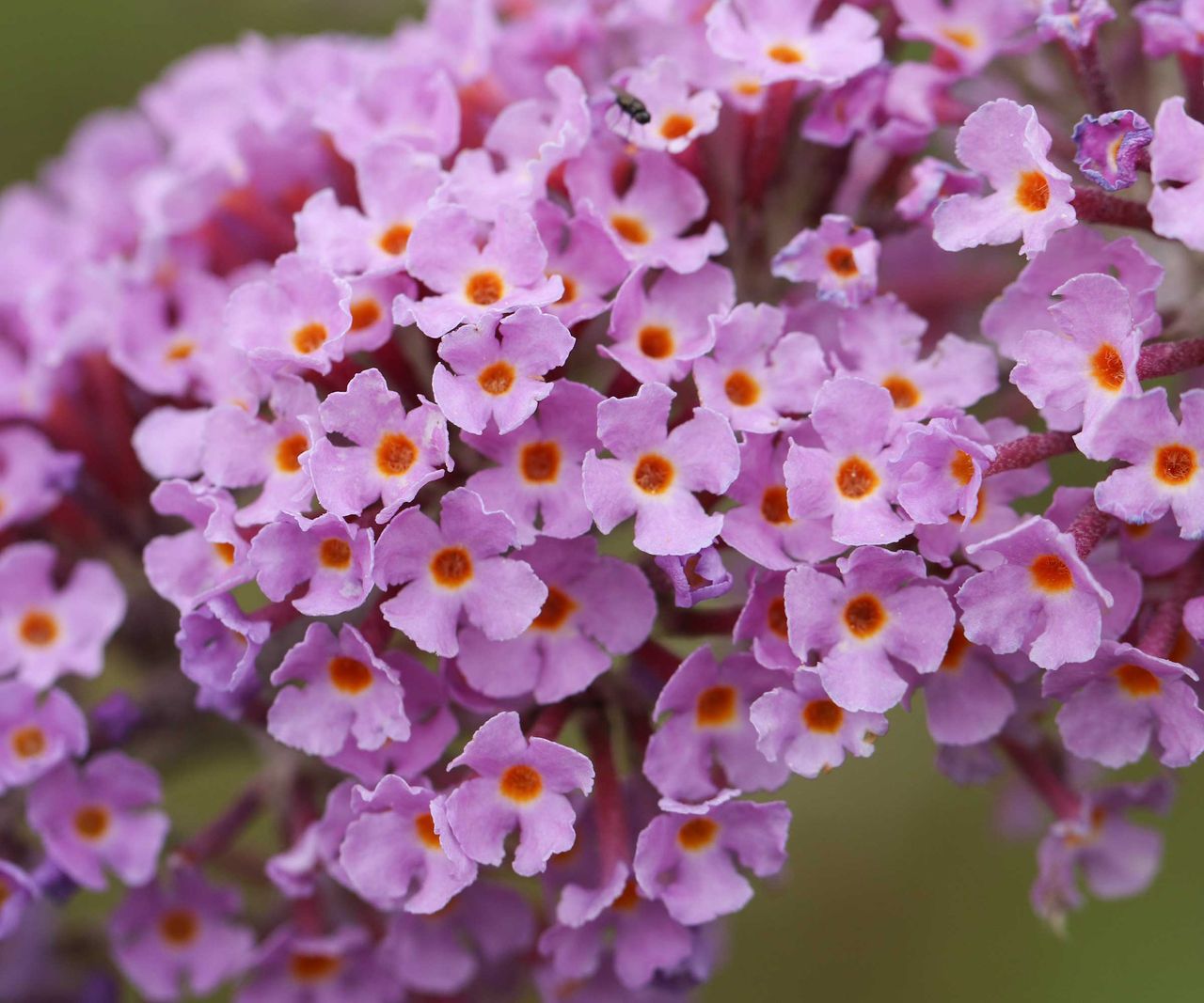What to do with a butterfly bush in the winter: expert tips | Homes and ...