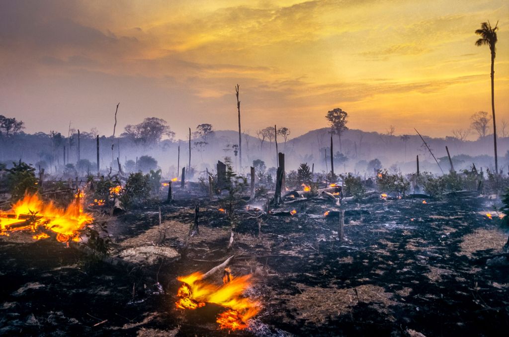 Deforestation: Facts about the widespread destruction of Earth's ...