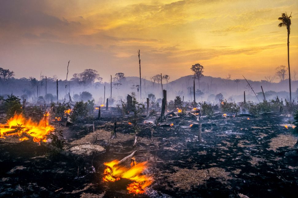 Deforestation: Facts about the widespread destruction of Earth's ...