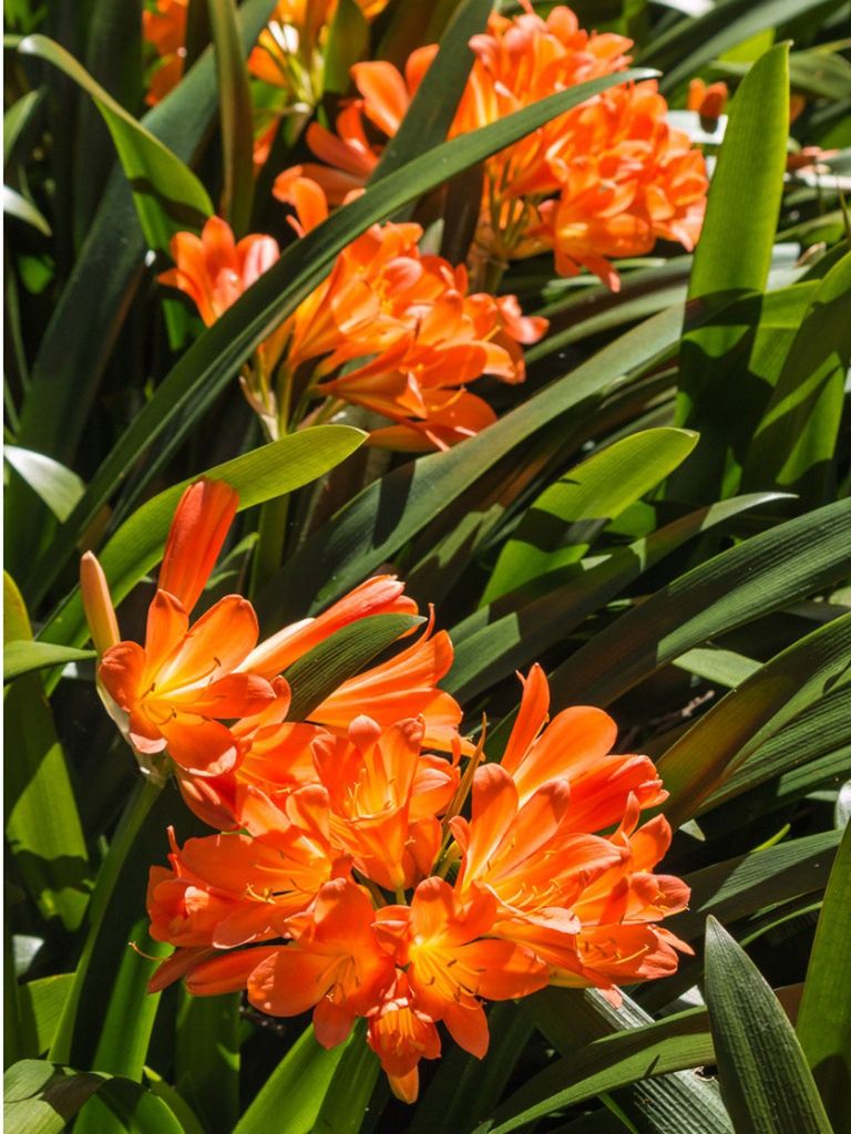 Clivia Plant Problems – Troubleshooting Clivia Plant Diseases And ...