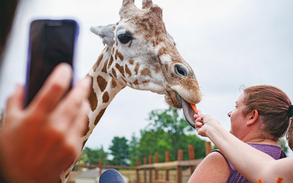 April the Giraffe Is Pregnant Again. Yes, Her Cam Is Up and Running ...