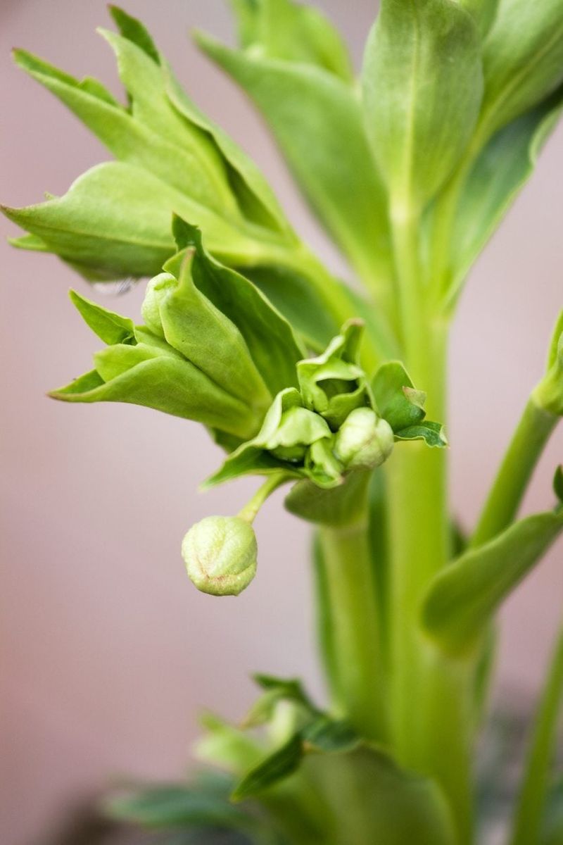 Tips & Information about Hellebore | Gardening Know How