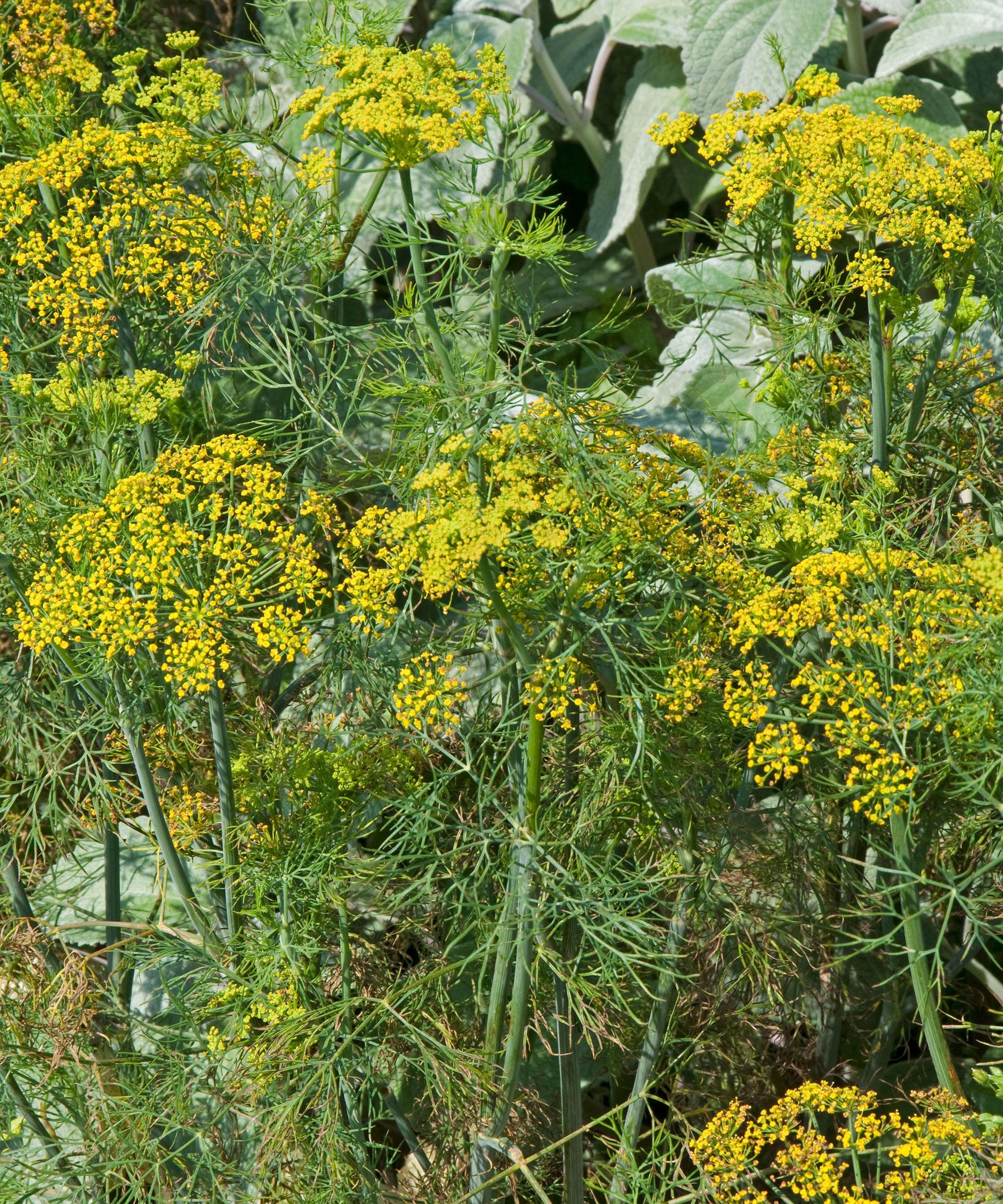 How to prune dill: expert tips and tricks | Homes and Gardens