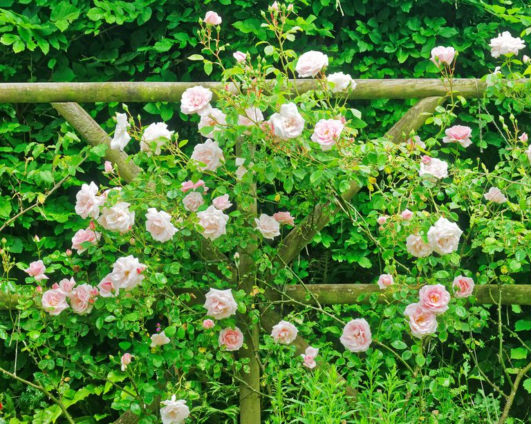 7 Climbing Roses That Bloom All Summer – For Lasting Beauty | Gardening ...
