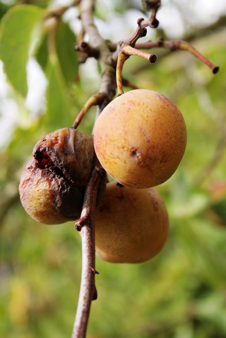 Brown Rot Plum Tree Disease - Tips For Controlling Brown Rot In Plums ...
