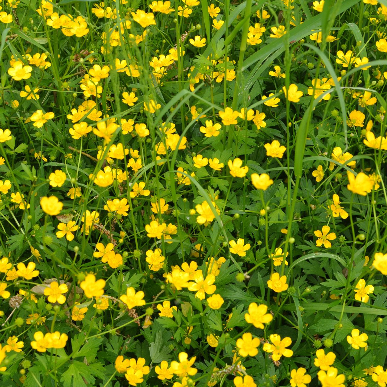 Should you get rid of creeping buttercup? Experts weigh in on the pros ...