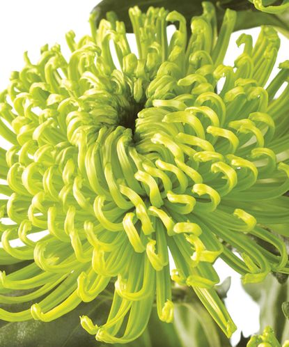 Green flowers – ideas for pretty blooms to grow and cut in your garden ...