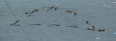 Secrets to the Biggest Frog Jumps Ever Revealed | Live Science