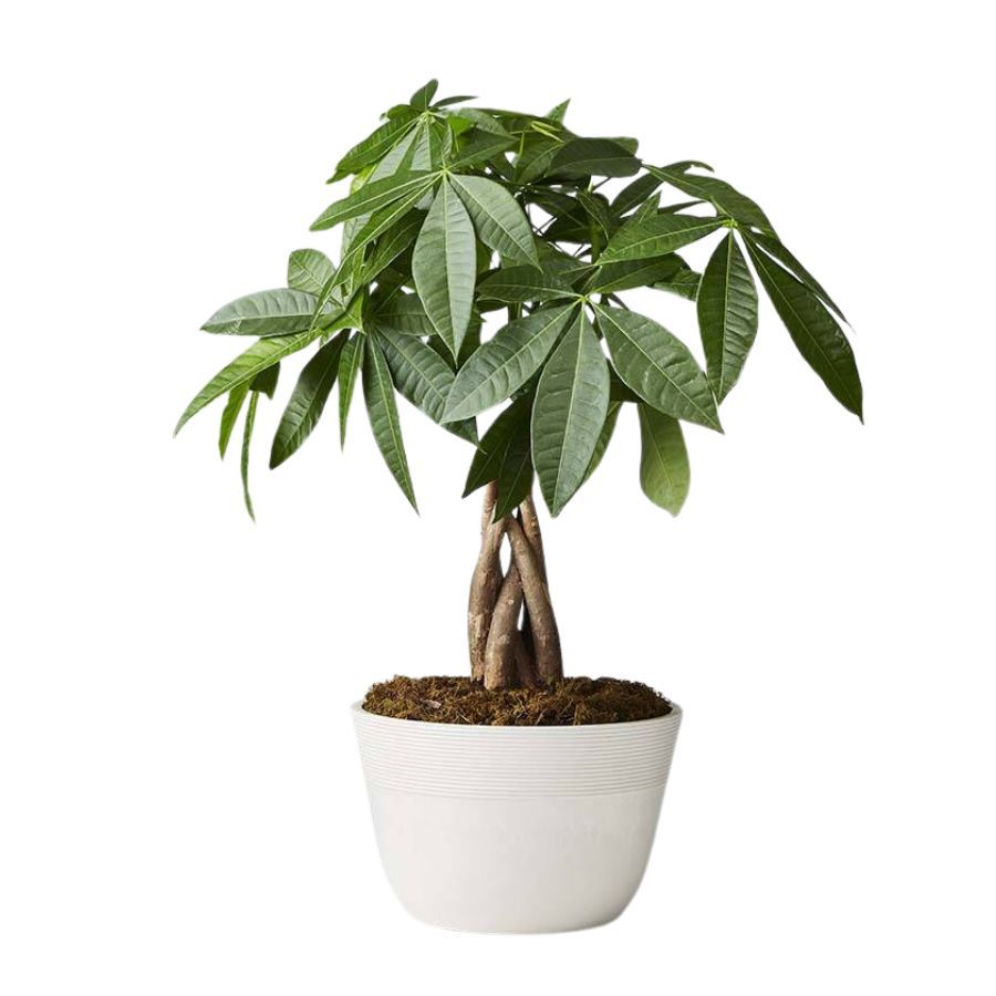5 Japanese Indoor Plants That Will Bring a Sense of Calm | Livingetc