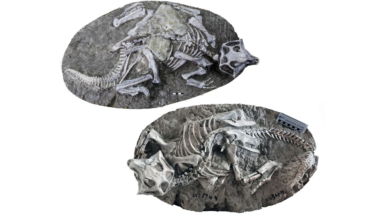 Cretaceous 'Pompeii' of China isn't what we thought | Live Science