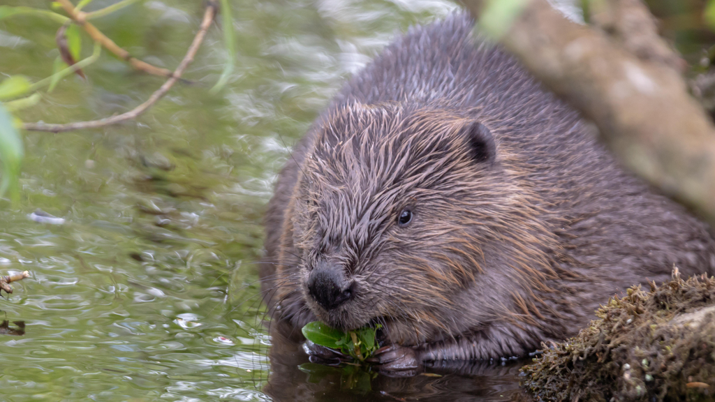 The great beaver comeback | The Week