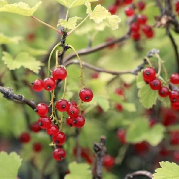 How to prune redcurrant bushes: tips from a kitchen gardener | Homes ...