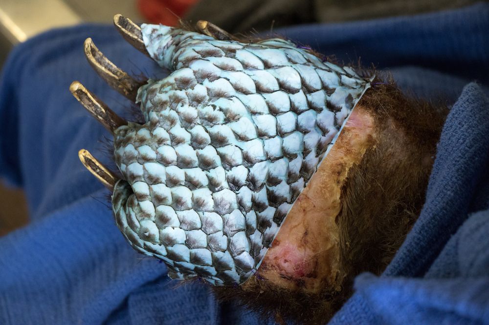 The 10 Weirdest Medical Cases in the Animal Kingdom | Live Science