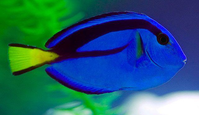 Venomous Fish | Live Science