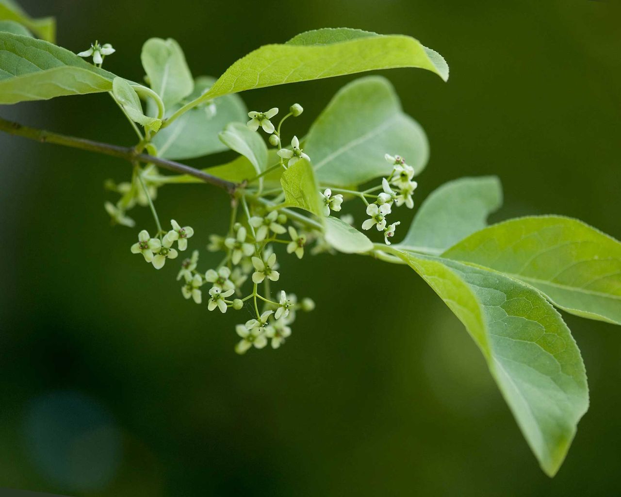 Euonymus care and growing guide: expert tips | Gardeningetc