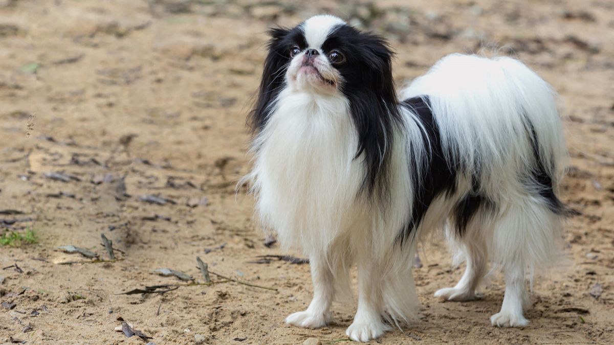 20 Asian dog breeds (with images and info) | PetsRadar