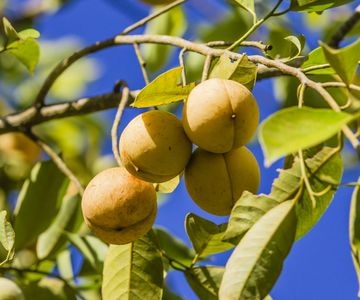 How to grow a nutmeg tree - expert tips from horticulturists | Homes ...