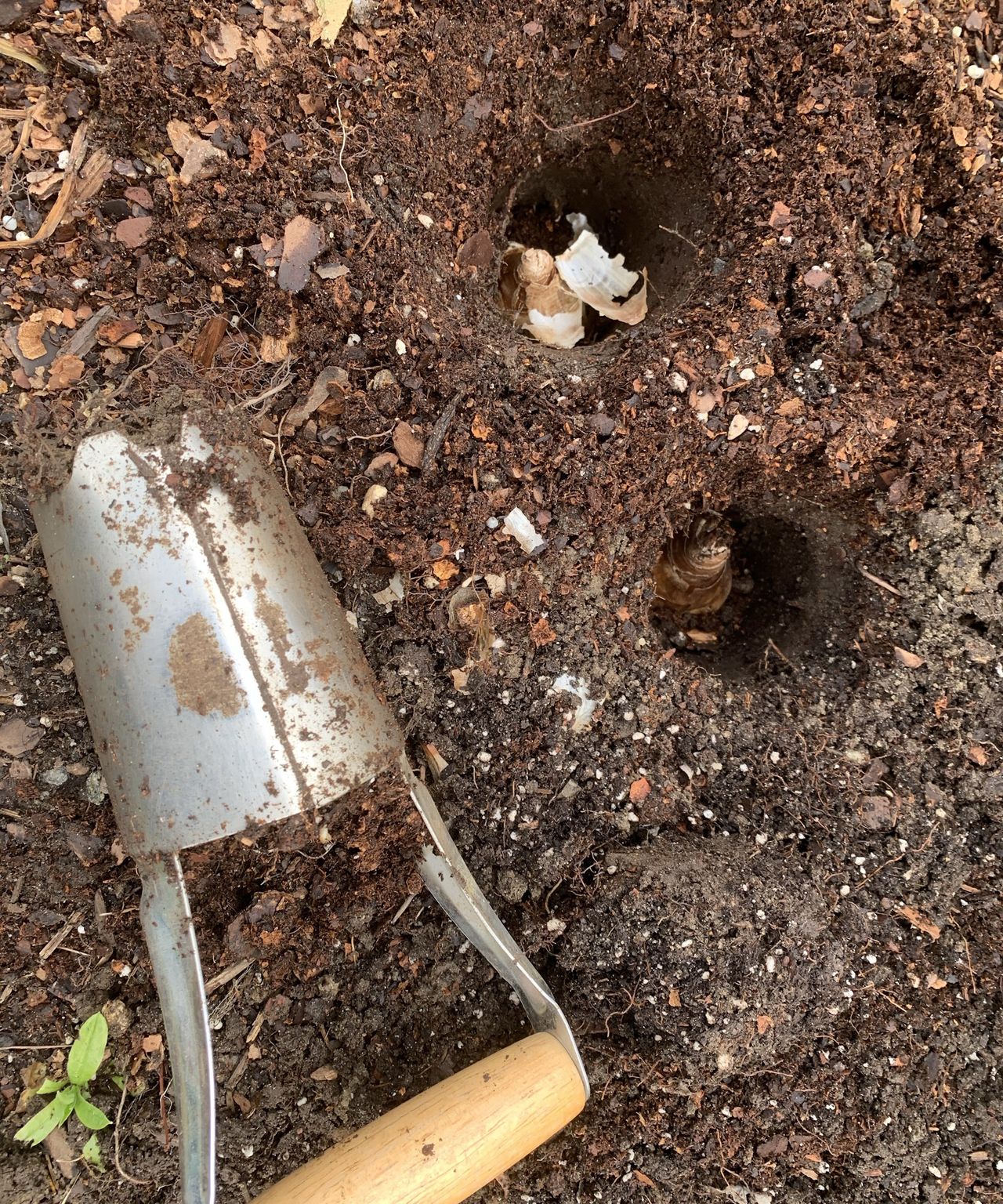 How deep to plant bulbs: know the correct depths | Homes and Gardens