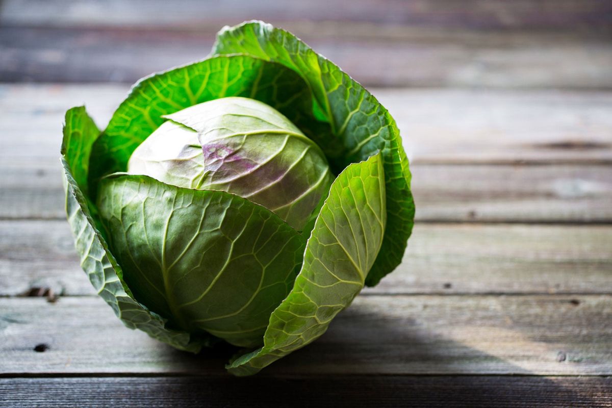 Post-Harvest Cabbage Care – Learn How To Store Cabbage Heads ...