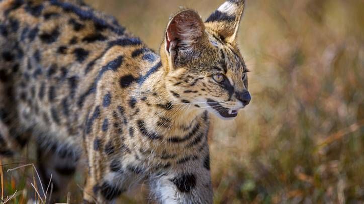 Serval cats: Can you keep as a pet? History, care and breed information ...