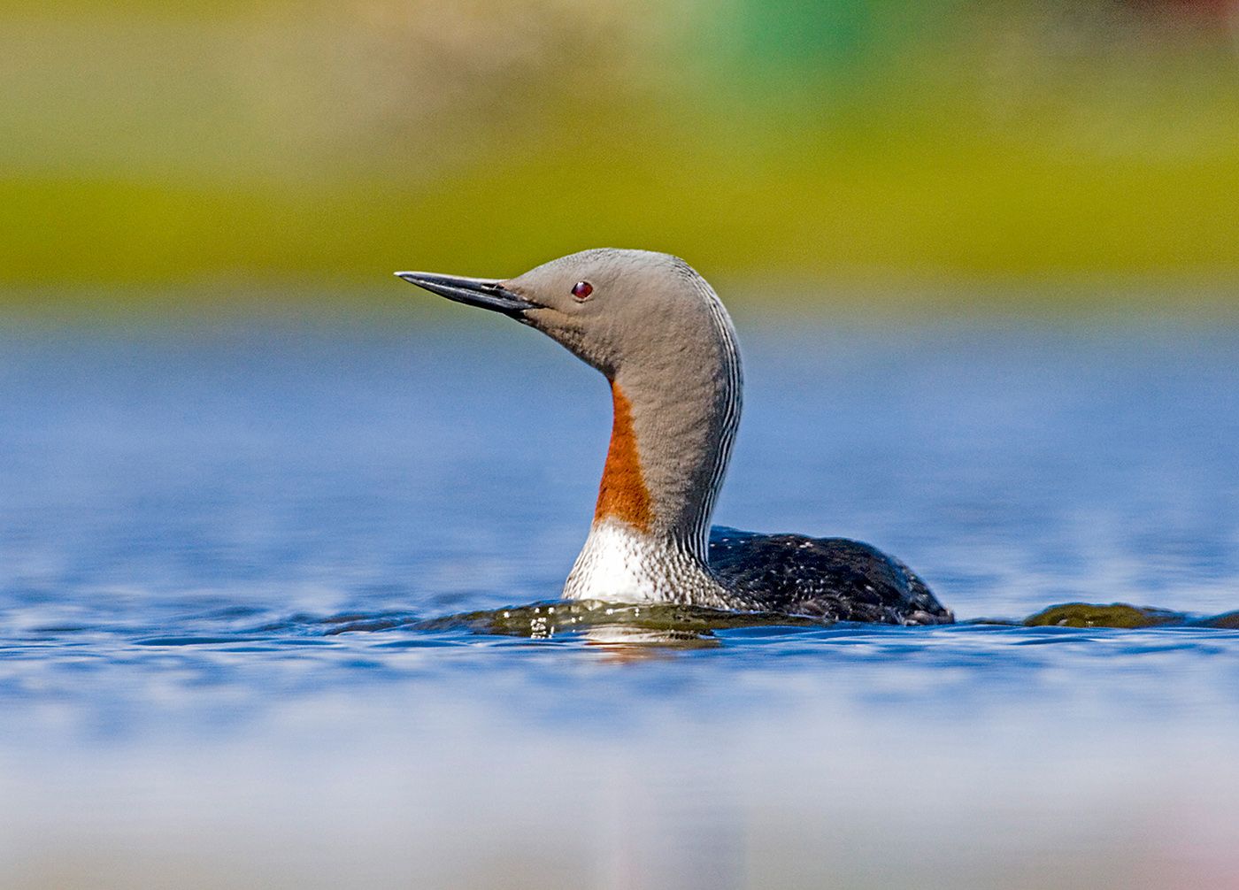 The Bogs of Britain, from 'godforsaken wasteland full of dangers' to ...