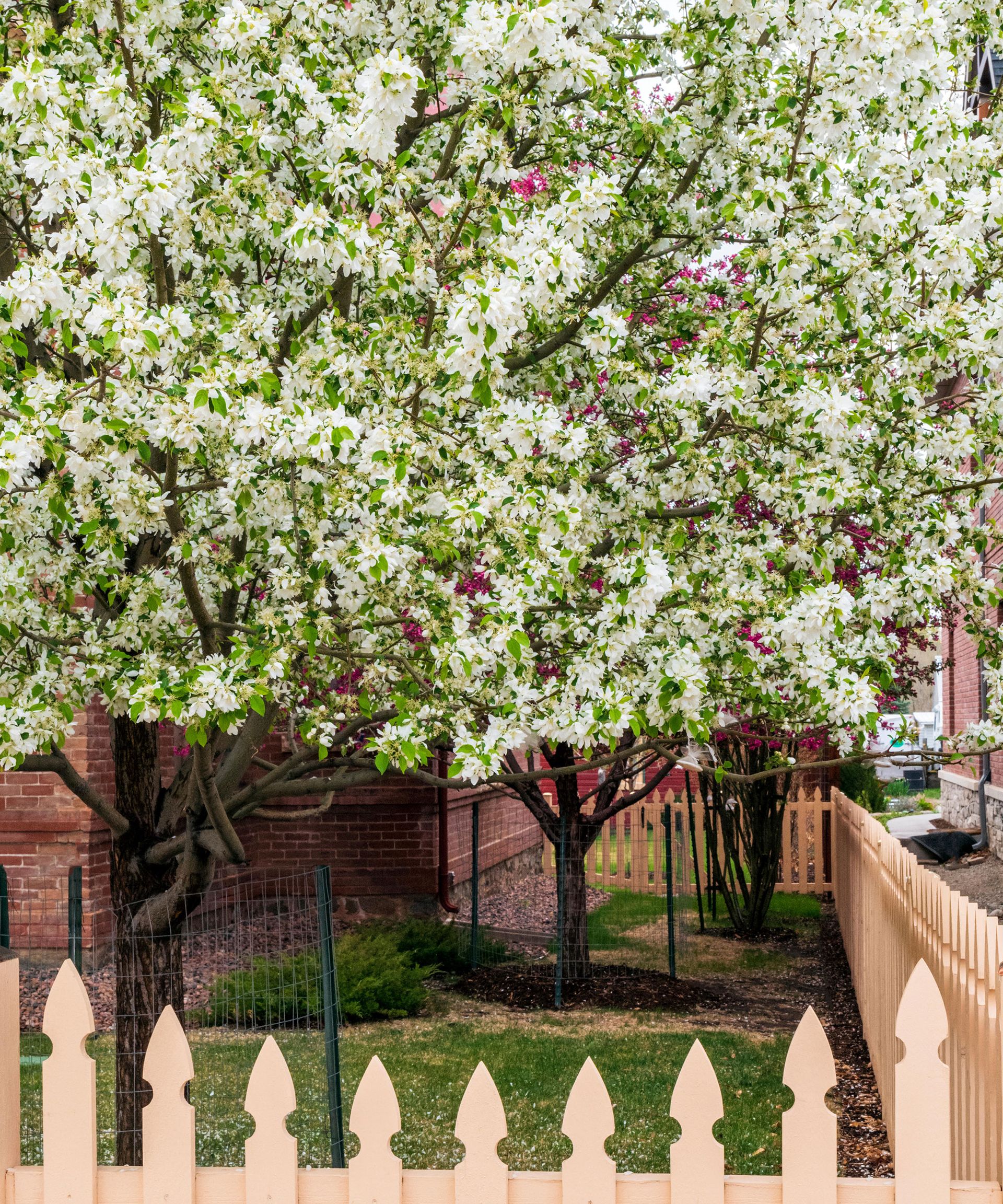 How to grow Asian pears – expert tips on nashi fruits | Homes and Gardens