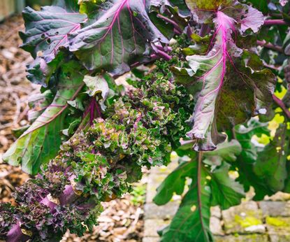How to grow kalettes - tips for a successful crop | Homes and Gardens