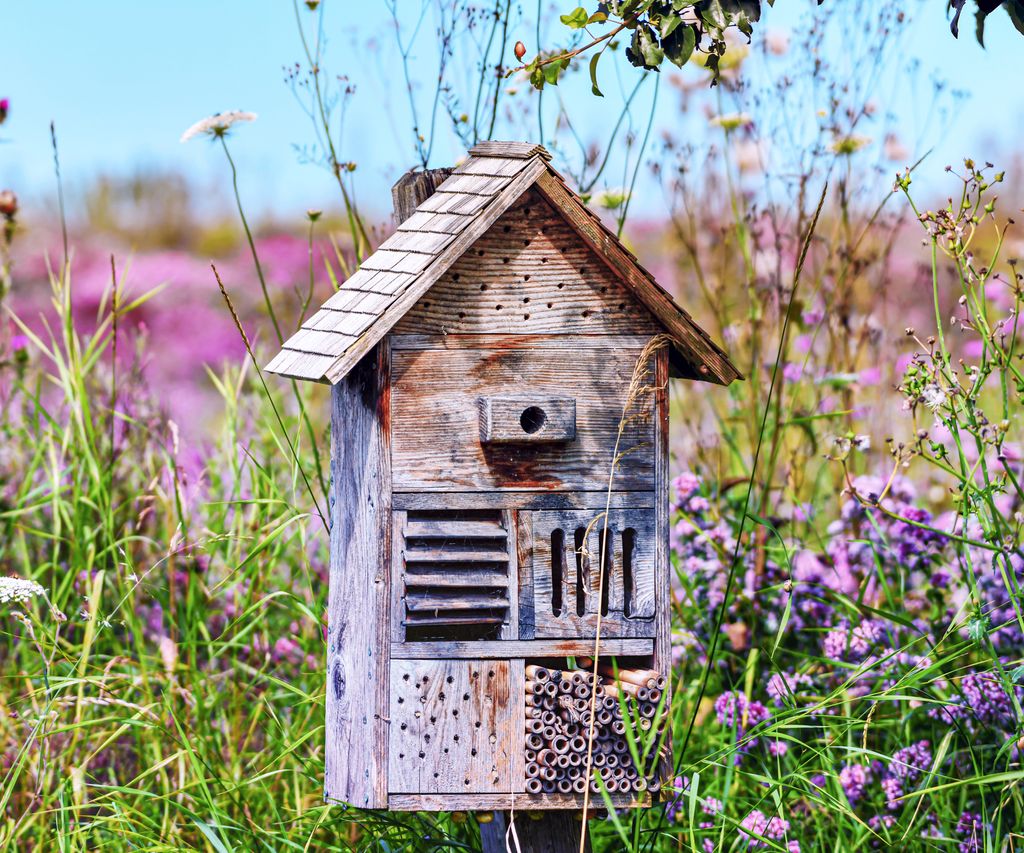 Plant A Pollinator Garden And Do Your Part For The Earth | Gardening ...